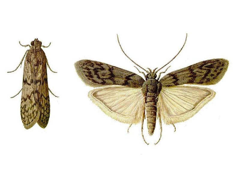 Tarme dei tappeti conosciamole per combatterle meglio! | Tehran Lavaggio